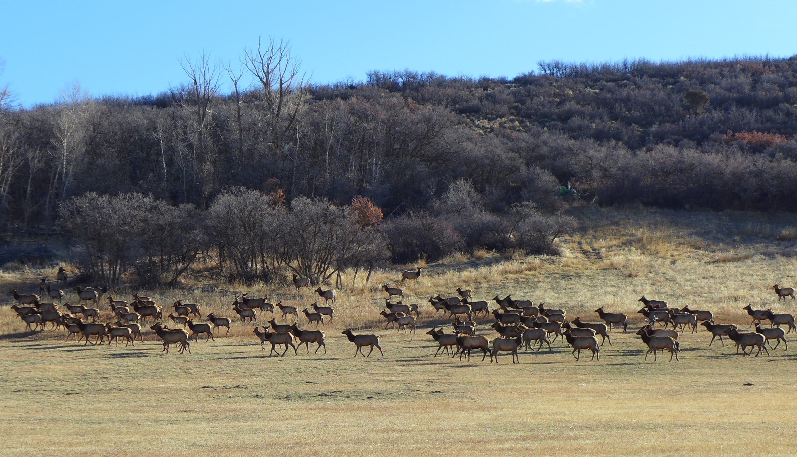 Colorado wildlife officials aim to reduce hunter crowding, sustain elk ...