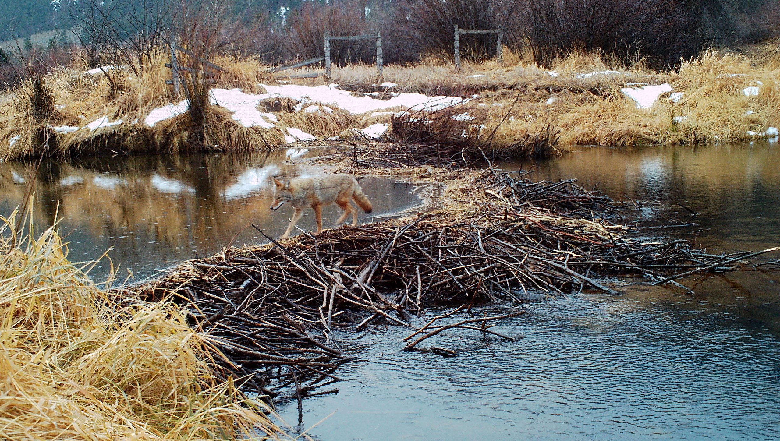 Paperwork filed for gold-mine exploration near North Star Nature ...